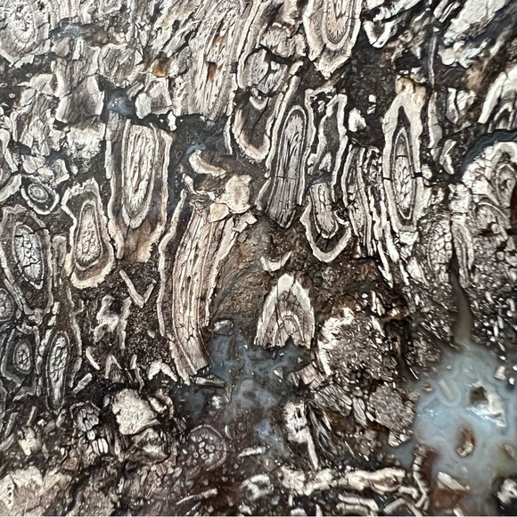 Accents | Rare Natural Palm Root Fossil Stone Slab Rock Crystal | Poshmark